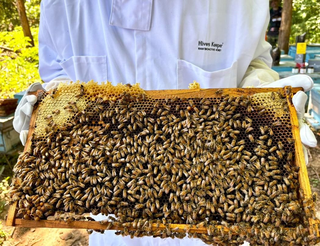 Looking for a Trusted Raw Honey Supplier in Singapore? – Hives Keeper