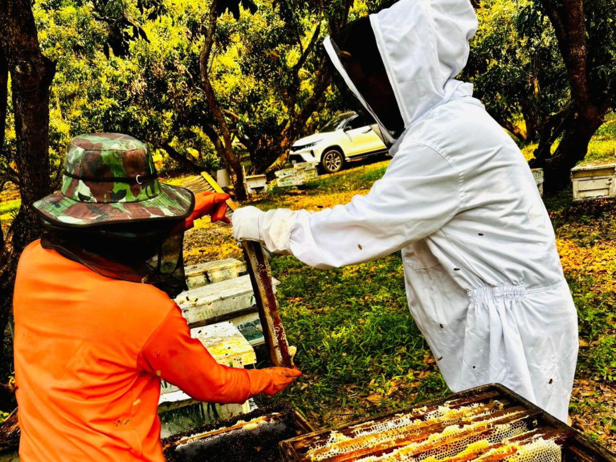 What is Honey? Nature’s Liquid Gold – Hives Keeper