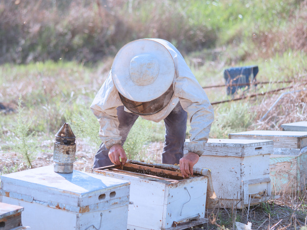 Strained Honey vs. Filtered Honey – Hives Keeper