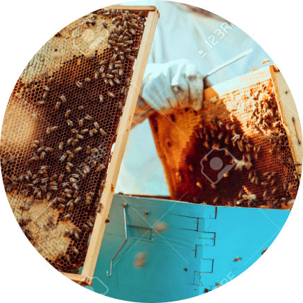 Honey production process – Hives Keeper