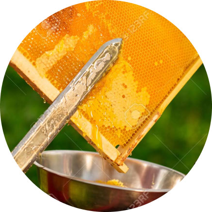 Honey production process – Hives Keeper